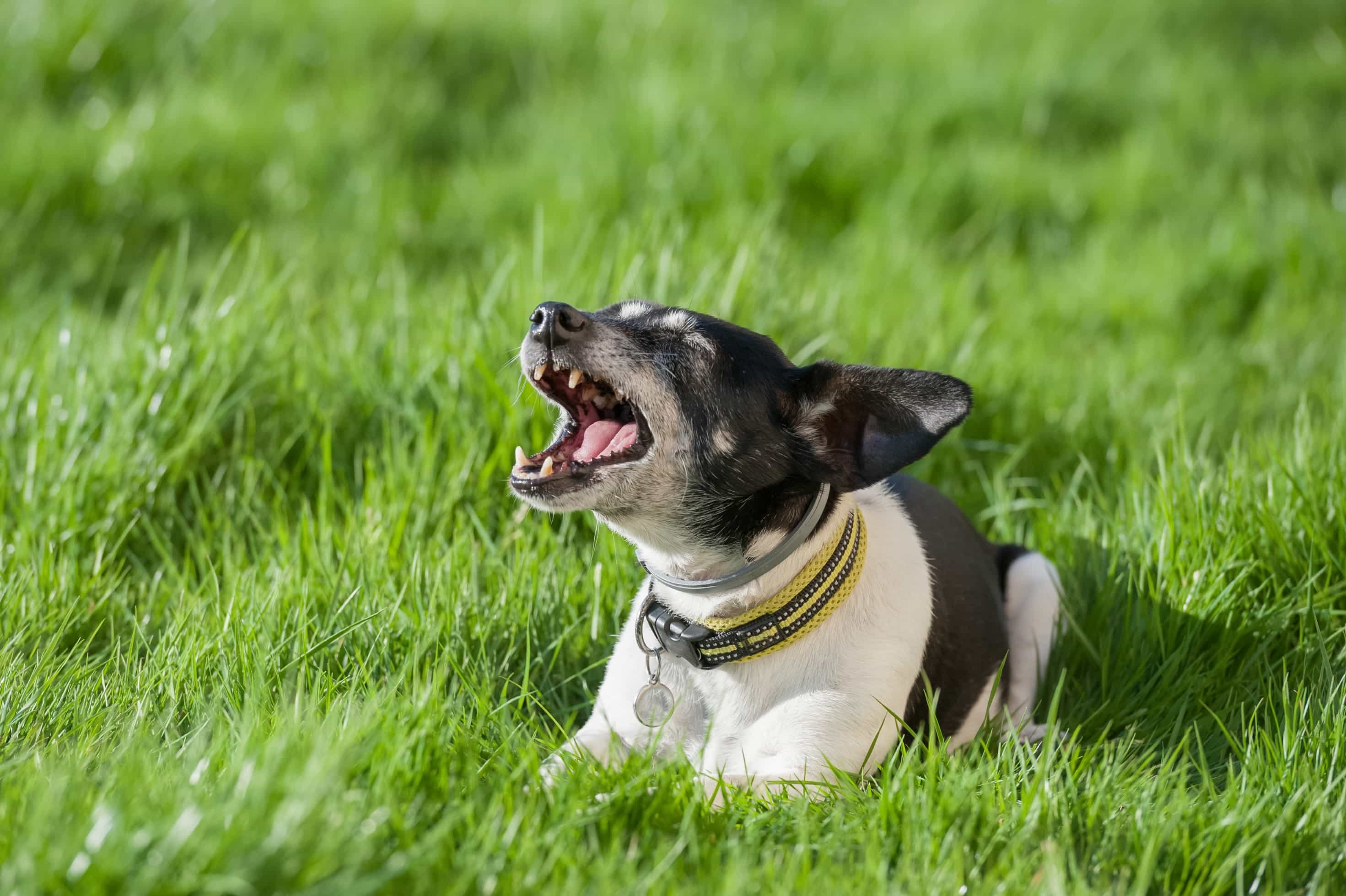 7 Dog Breeds That Bark The Most TheGoodyPet