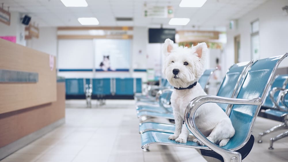 Emergency Vets USA 2022 | Find 24 Hour Animal Hospitals & ER Near You ... Emergency Vets USA 2022 | Find 24 Hour Animal Hospitals & ER Near You ...