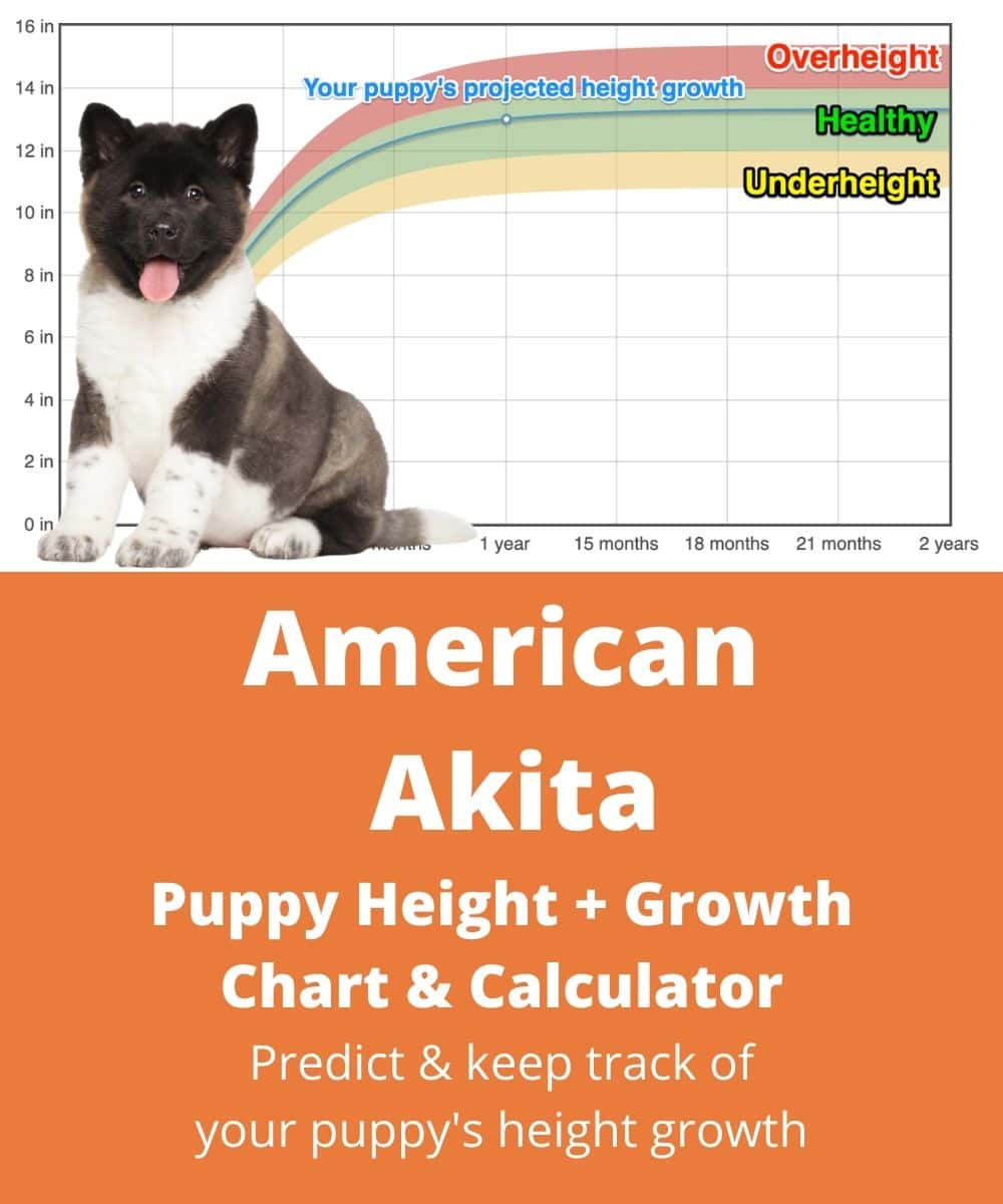 American Akita Height+Growth Chart - How Tall Will My American Akita ...
