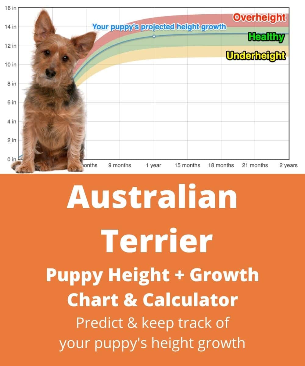 Aussie Terrier Height+Growth Chart - How Tall Will My Aussie Terrier ...