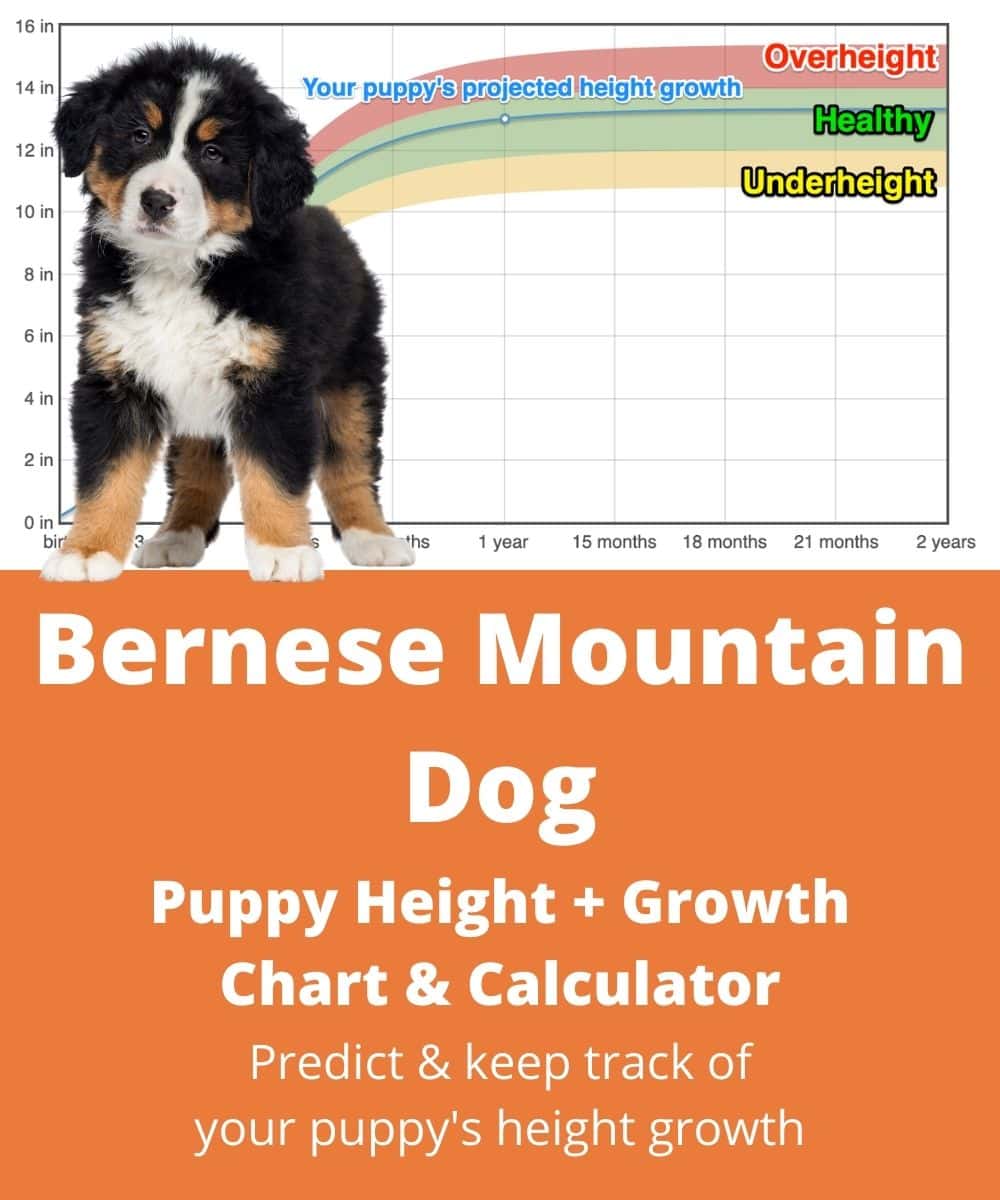 Bernese Mountain Dog Height+Growth Chart - How Tall Will My Bernese ...