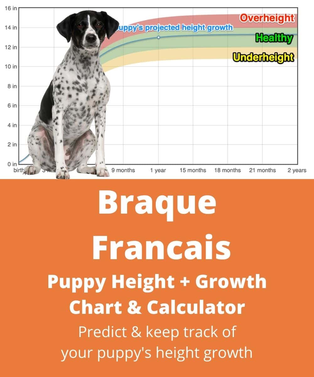Braque Pointer Height+Growth Chart - How Tall Will My Braque Pointer ...
