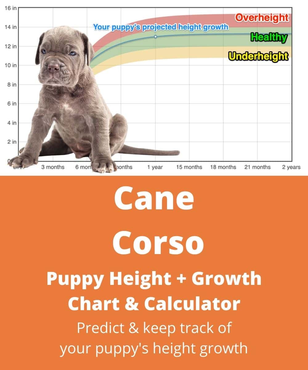 Cane Corso Height Growth Chart at Victoria Mcbrien blog