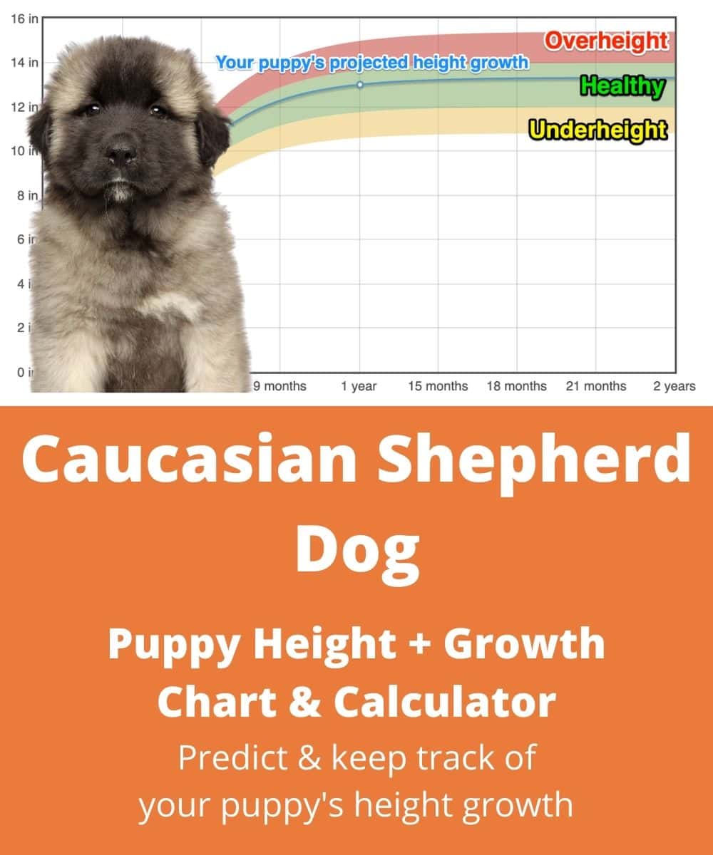 Caucasian Shepherd Dog Height+Growth Chart - How Tall Will My Caucasian ...