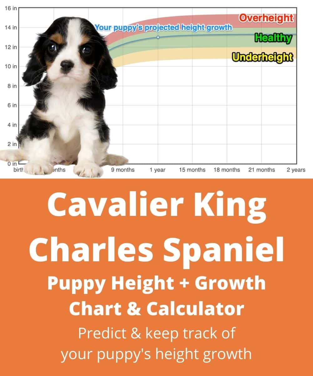 What Is The Average Size Of A Cavalier King Charles Spaniel