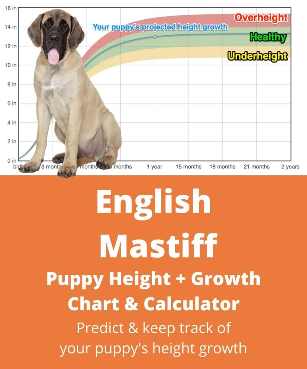Mastiff Height+Growth Chart - How Tall Will My Mastiff Grow? | The ...