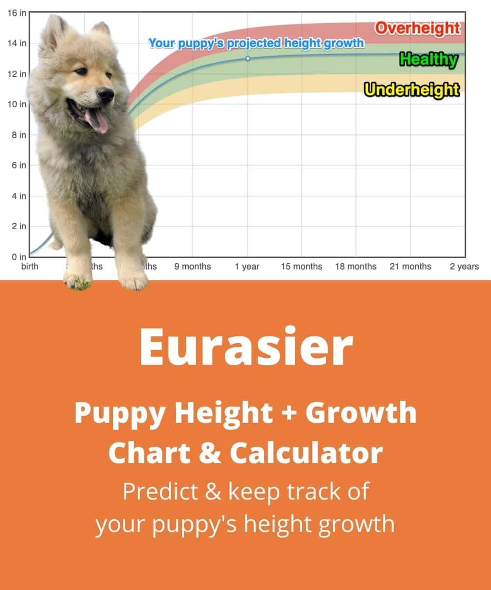 Eurasian Dog Height+Growth Chart - How Tall Will My Eurasian Dog Grow ...