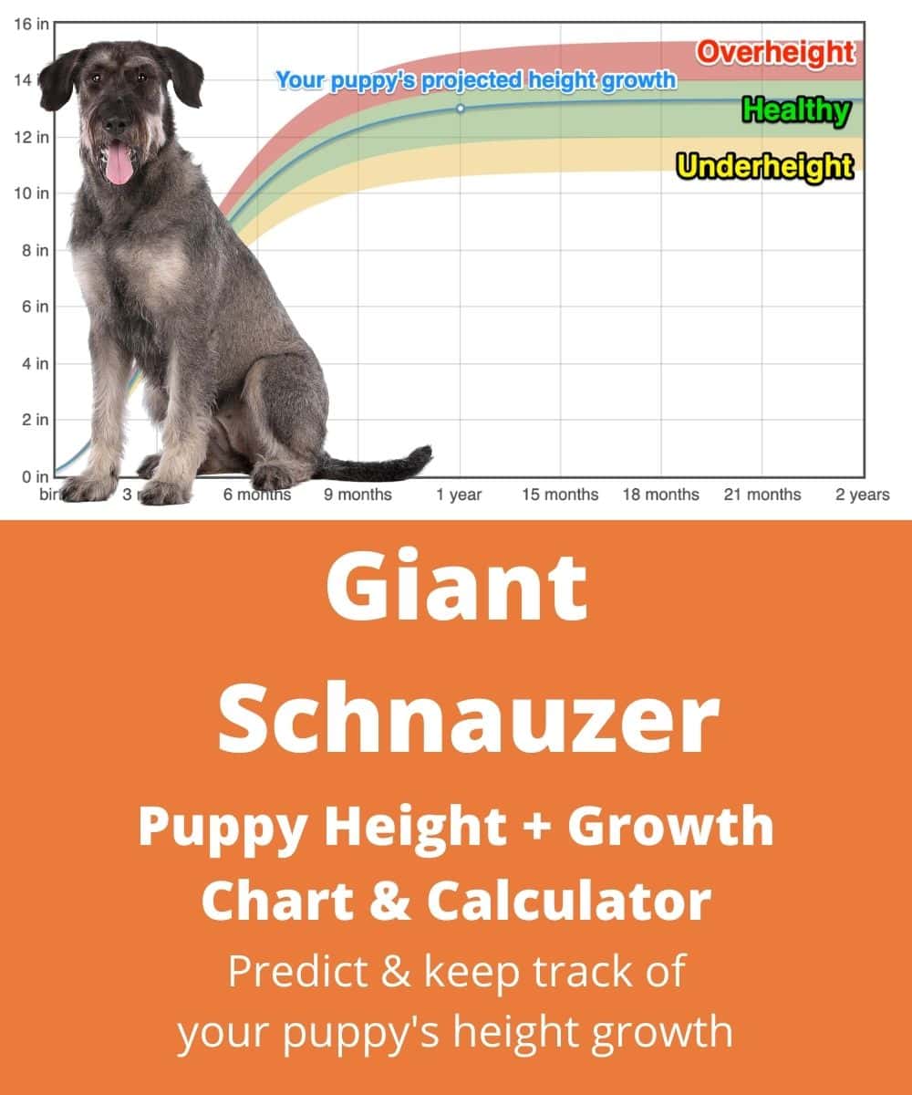 Giant Schnauzer Height+Growth Chart - How Tall Will My Giant Schnauzer ...