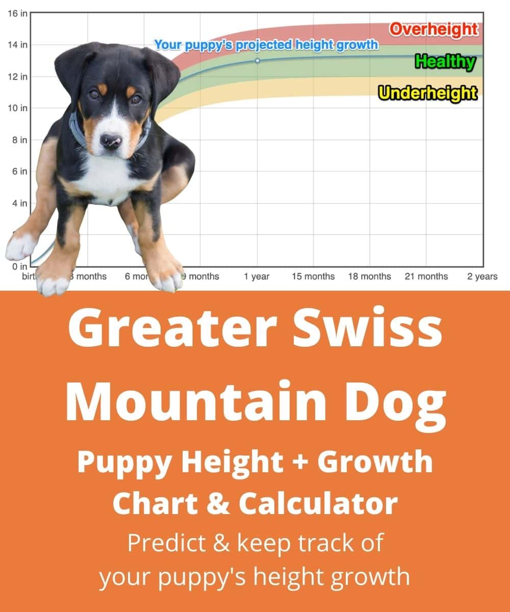 Greater Swiss Mountain Dog Height+Growth Chart - How Tall Will My ...
