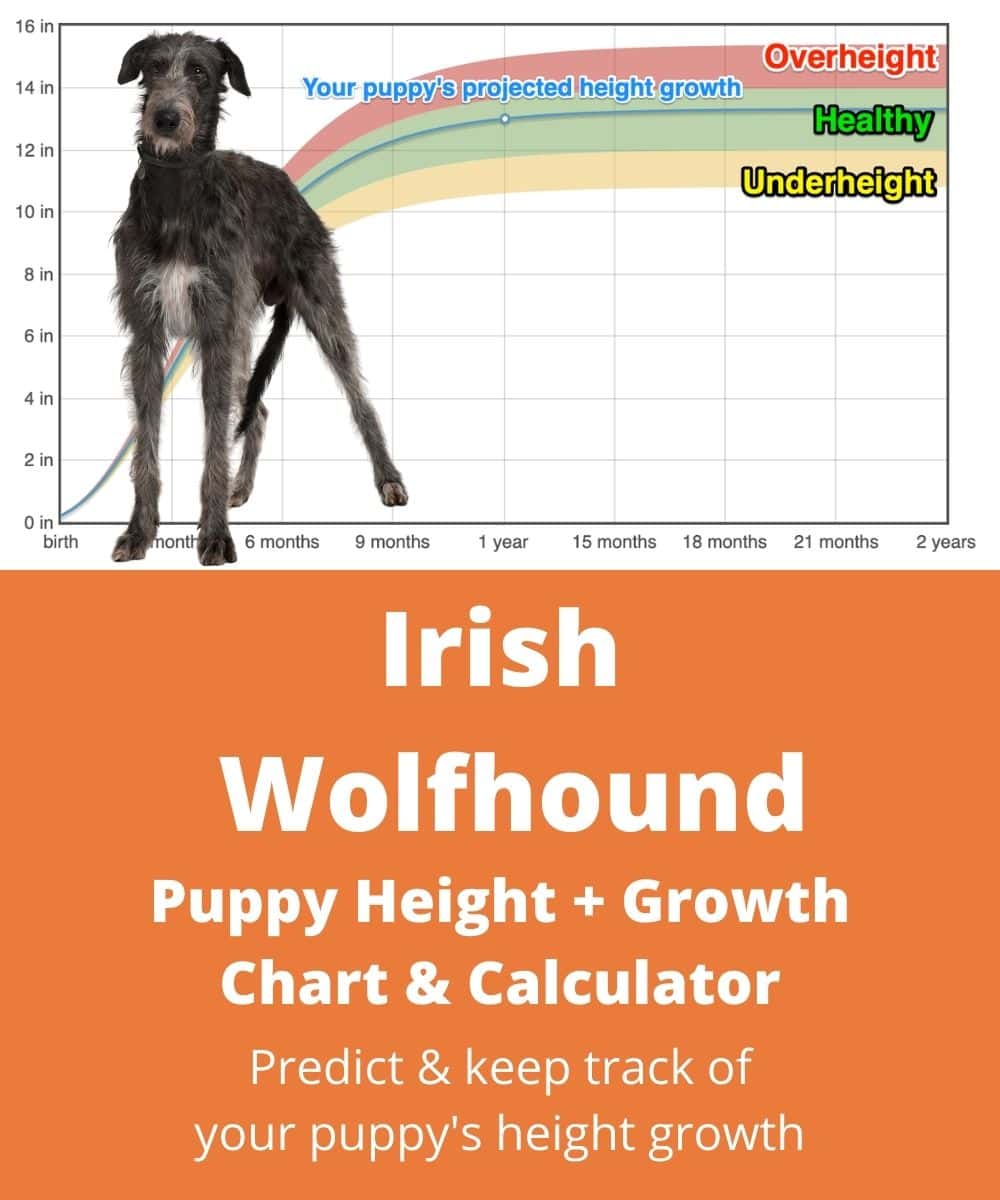 Full Grown Irish Wolfhound