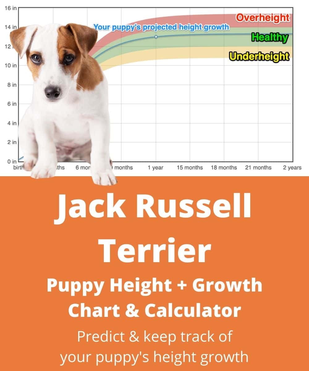 Jack Russell Terrier Growth Chart | Portal.posgradount.edu.pe