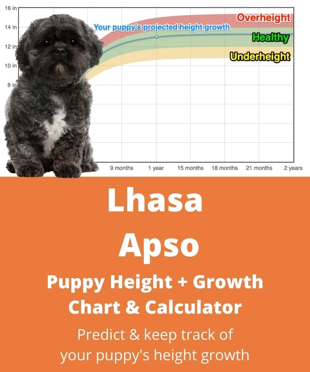 Lhasa Apso Height+Growth Chart - How Tall Will My Lhasa Apso Grow ...