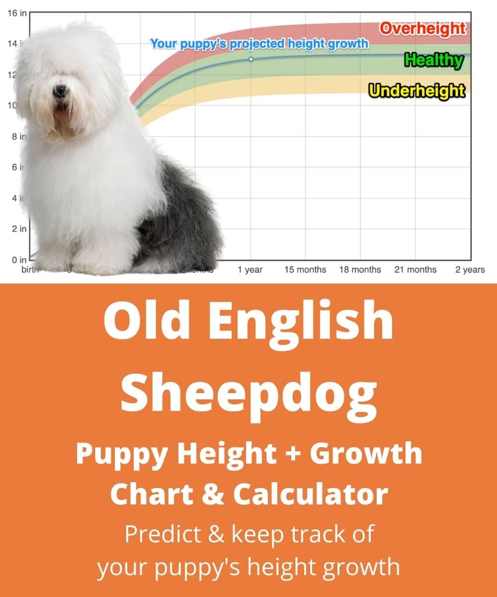 Old English Sheepdog Height+Growth Chart - How Tall Will My Old English ...