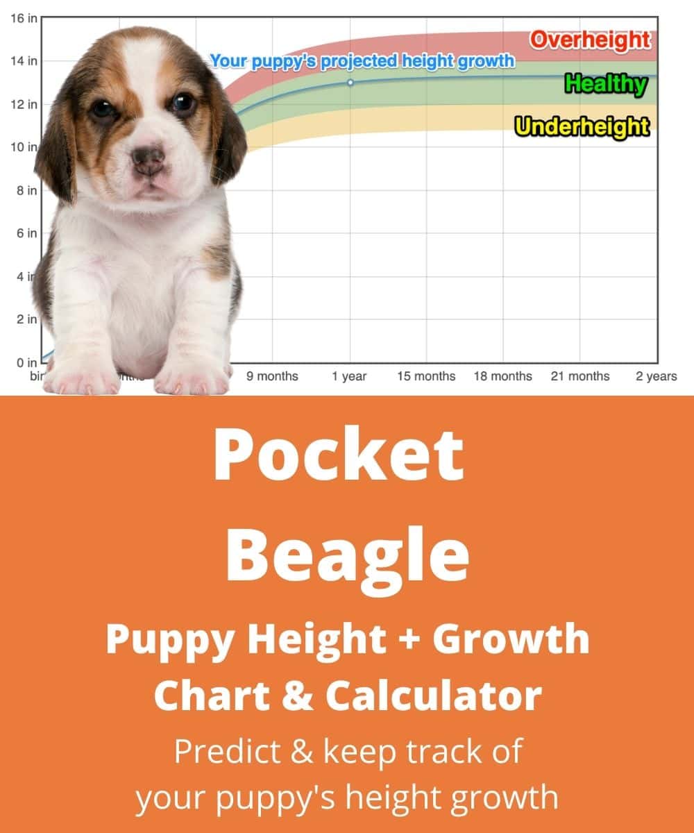 Pocket Beagle Height+Growth Chart - How Tall Will My Pocket Beagle Grow ...