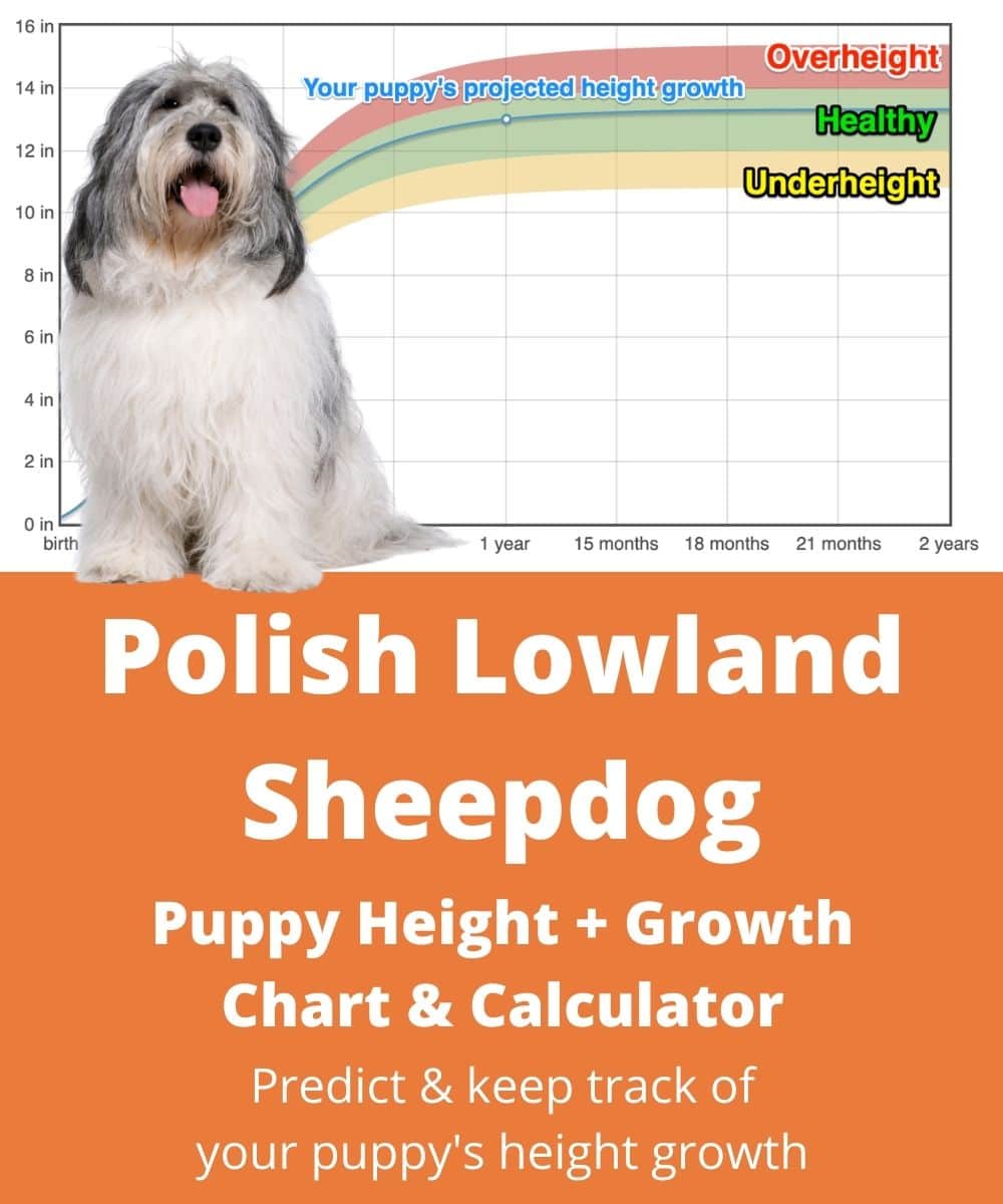Polish Lowland Sheepdog Height+Growth Chart - How Tall Will My Polish ...