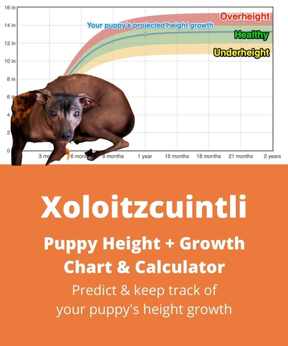 Xoloitzcuintli Height+Growth Chart - How Tall Will My Xoloitzcuintli ...