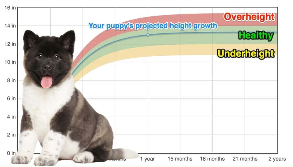 American Akita Height+Growth Chart - How Tall Will My American Akita ...