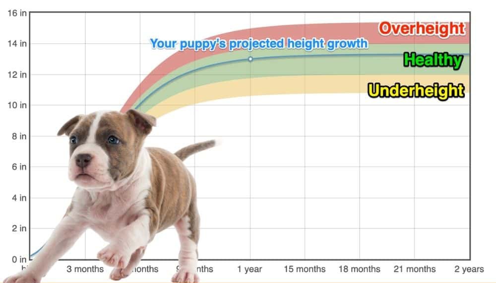 American Staffordshire Terrier Height+Growth Chart - How Tall Will My ...