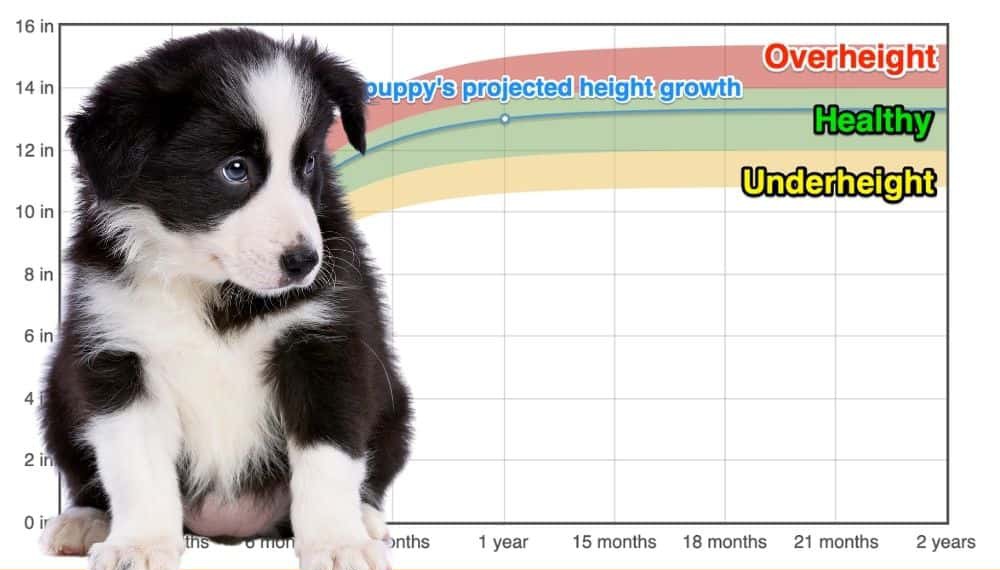 Border Collie Size Chart Collie Border Colors Choose Board N
