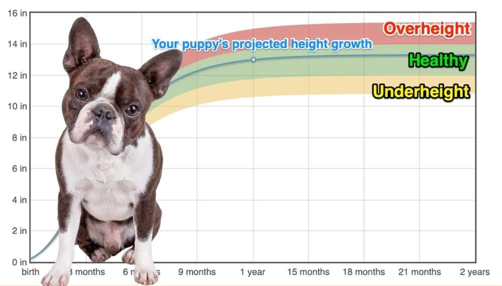 Boston Terrier Height+Growth Chart - How Tall Will My Boston Terrier ...