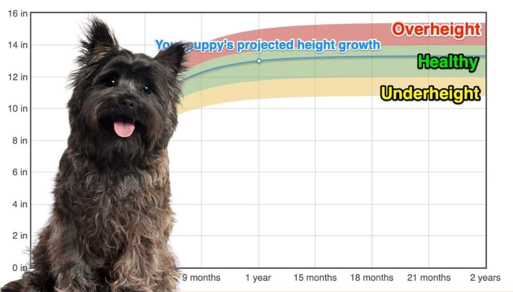 Cairn Terrier Height+Growth Chart - How Tall Will My Cairn Terrier Grow ...
