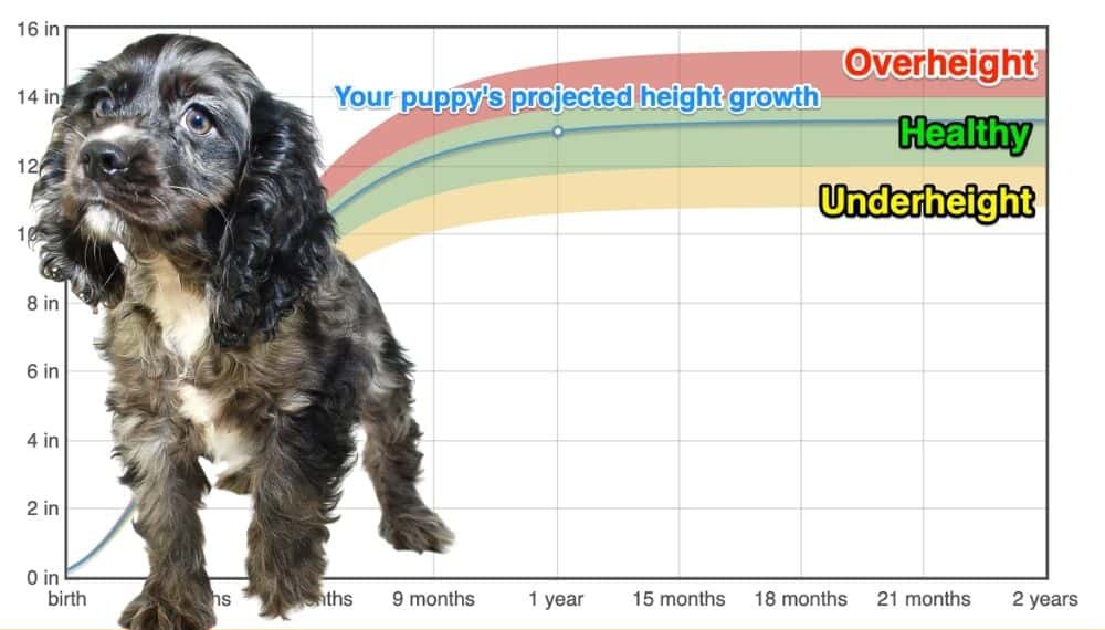 English Cocker Spaniel Height+Growth Chart - How Tall Will My English ...
