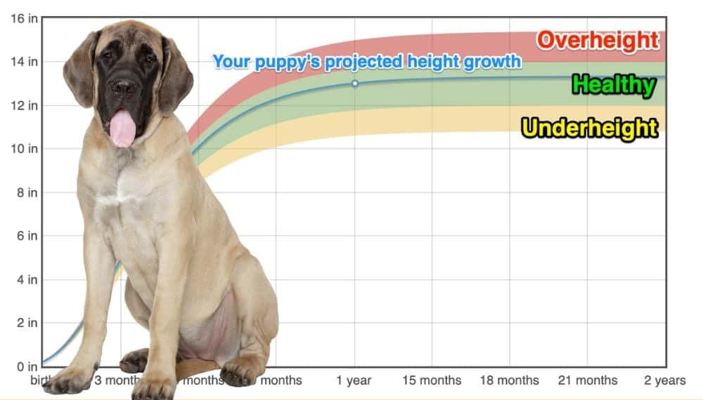 English Mastiff Height+Growth Chart - How Tall Will My English Mastiff ...