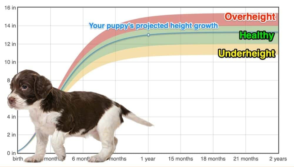 How Quickly Do Springer Spaniels Grow