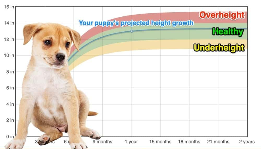 Labrador Height Growth Chart at Carole Alden blog
