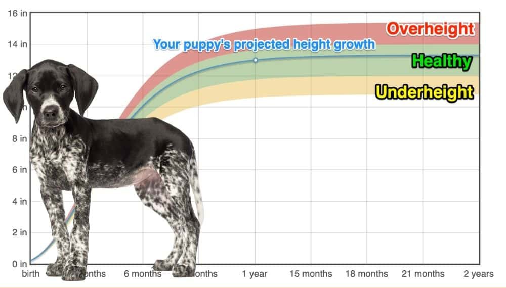 German Shorthaired Pointer Growth Chart: A Comprehensive Guide for ...