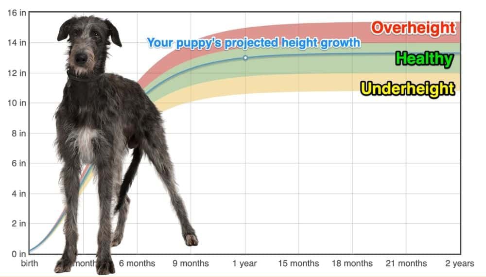 At What Age Is A Irish Wolfhound Full Grown