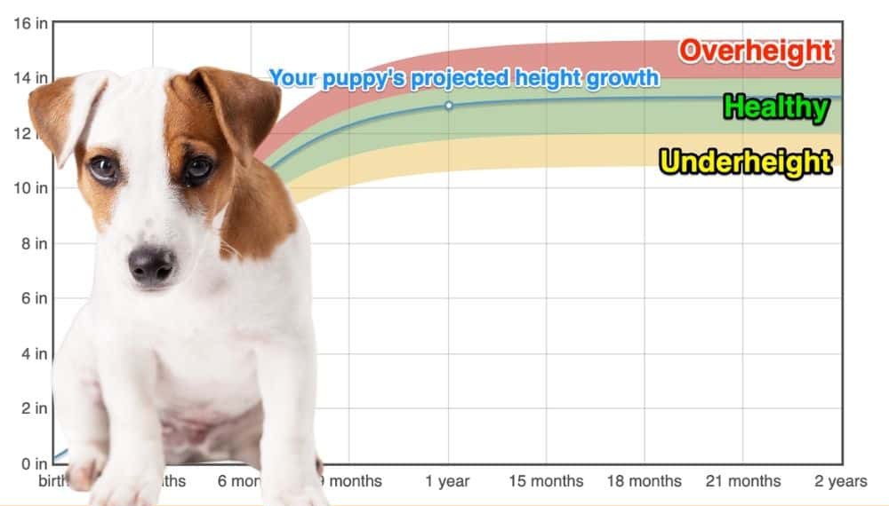 Jack Russell Terrier Growth Chart | Portal.posgradount.edu.pe
