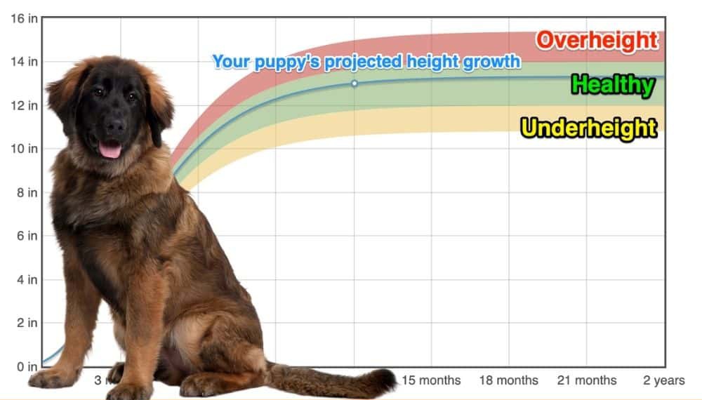 Leonberger Size Comparison