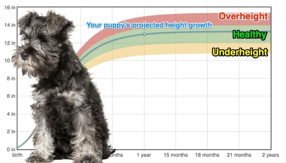 What Weight Should A Miniature Schnauzer Be