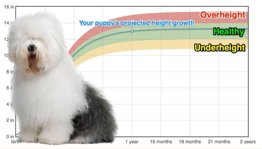 Old English Sheepdog Height+Growth Chart - How Tall Will My Old English ...