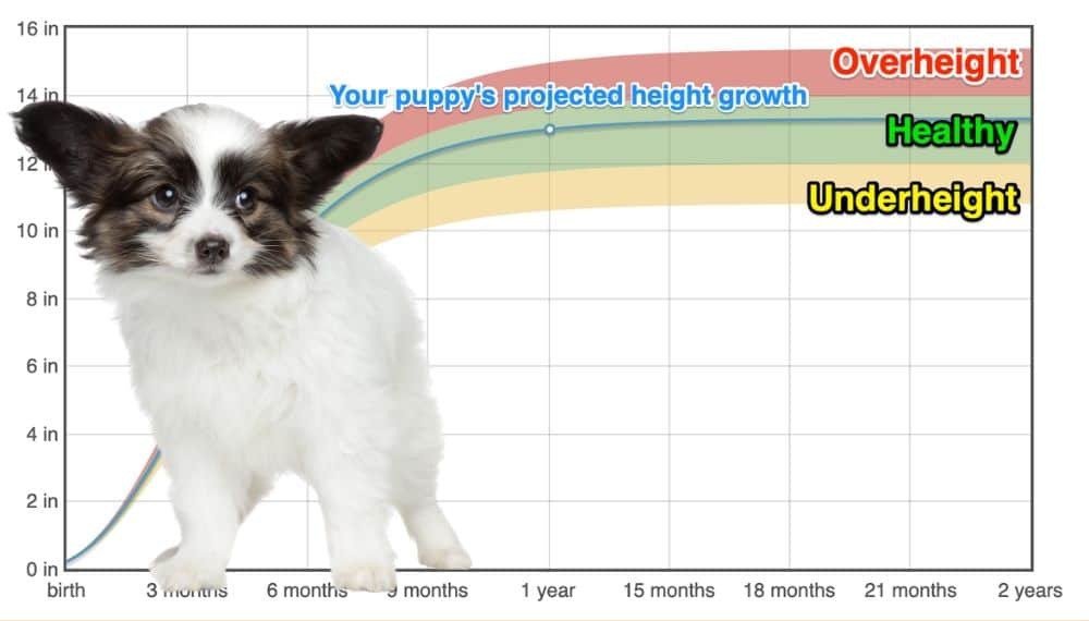 Papillon Height+Growth Chart - How Tall Will My Papillon Grow? | The ...