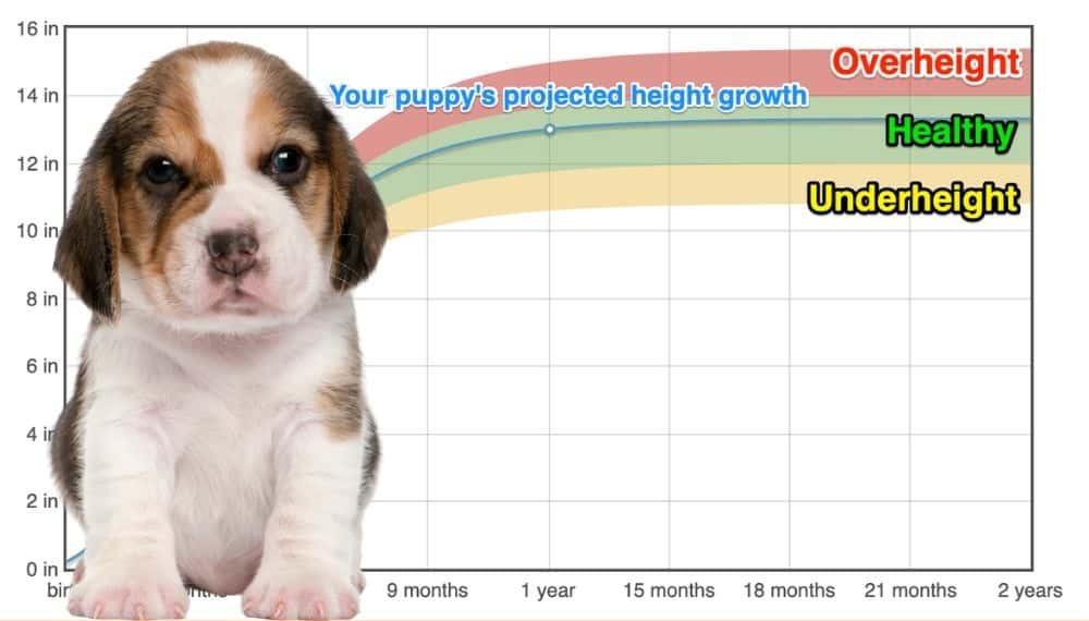 Pocket Beagle Height+Growth Chart - How Tall Will My Pocket Beagle Grow ...