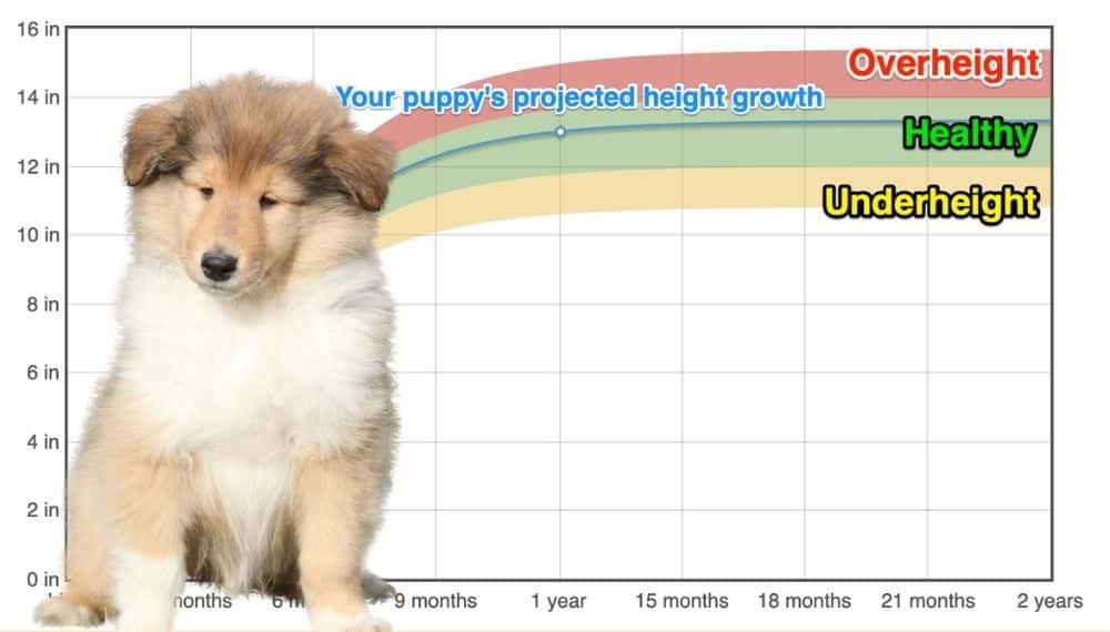 Rough Collie Height+Growth Chart - How Tall Will My Rough Collie Grow ...