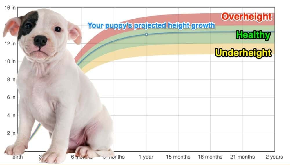 Staffordshire Bull Terrier Height+Growth Chart - How Tall Will My ...