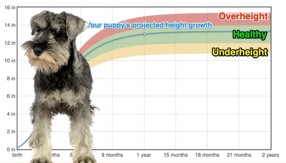Standard Schnauzer Height+Growth Chart - How Tall Will My Standard ...