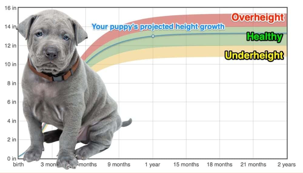Thai Ridgeback Height+Growth Chart - How Tall Will My Thai Ridgeback ...