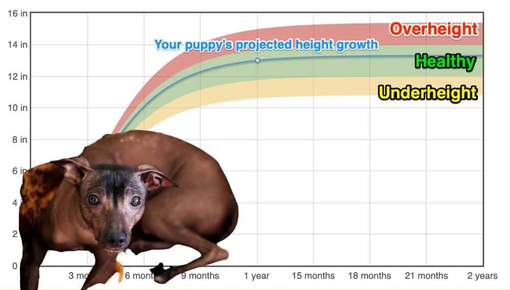 Xoloitzcuintli Height+Growth Chart - How Tall Will My Xoloitzcuintli ...
