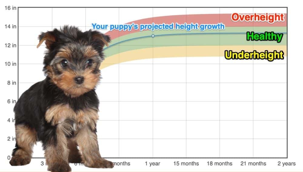 Yorkie Height+Growth Chart - How Tall Will My Yorkie Grow? | The Goody Pet
