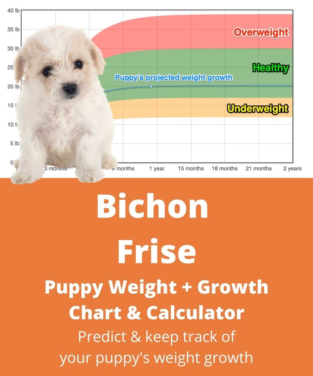 Bichon Frise Weight+Growth Chart 2026 - How Heavy Will My Bichon Frise ...