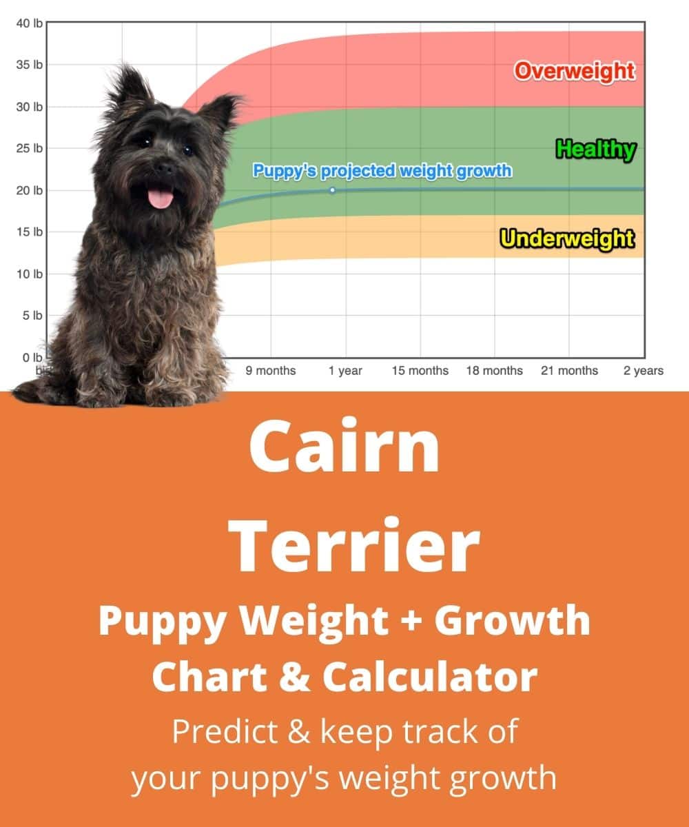 Cairn Terrier Weight+Growth Chart 2026 - How Heavy Will My Cairn ...