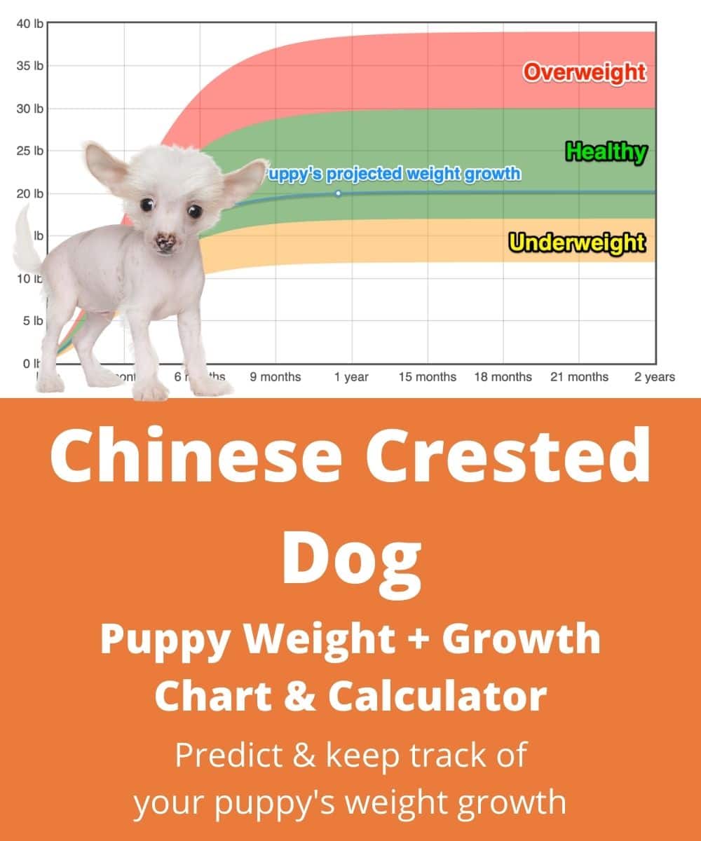 How Big Do Chinese Crested Dogs Get
