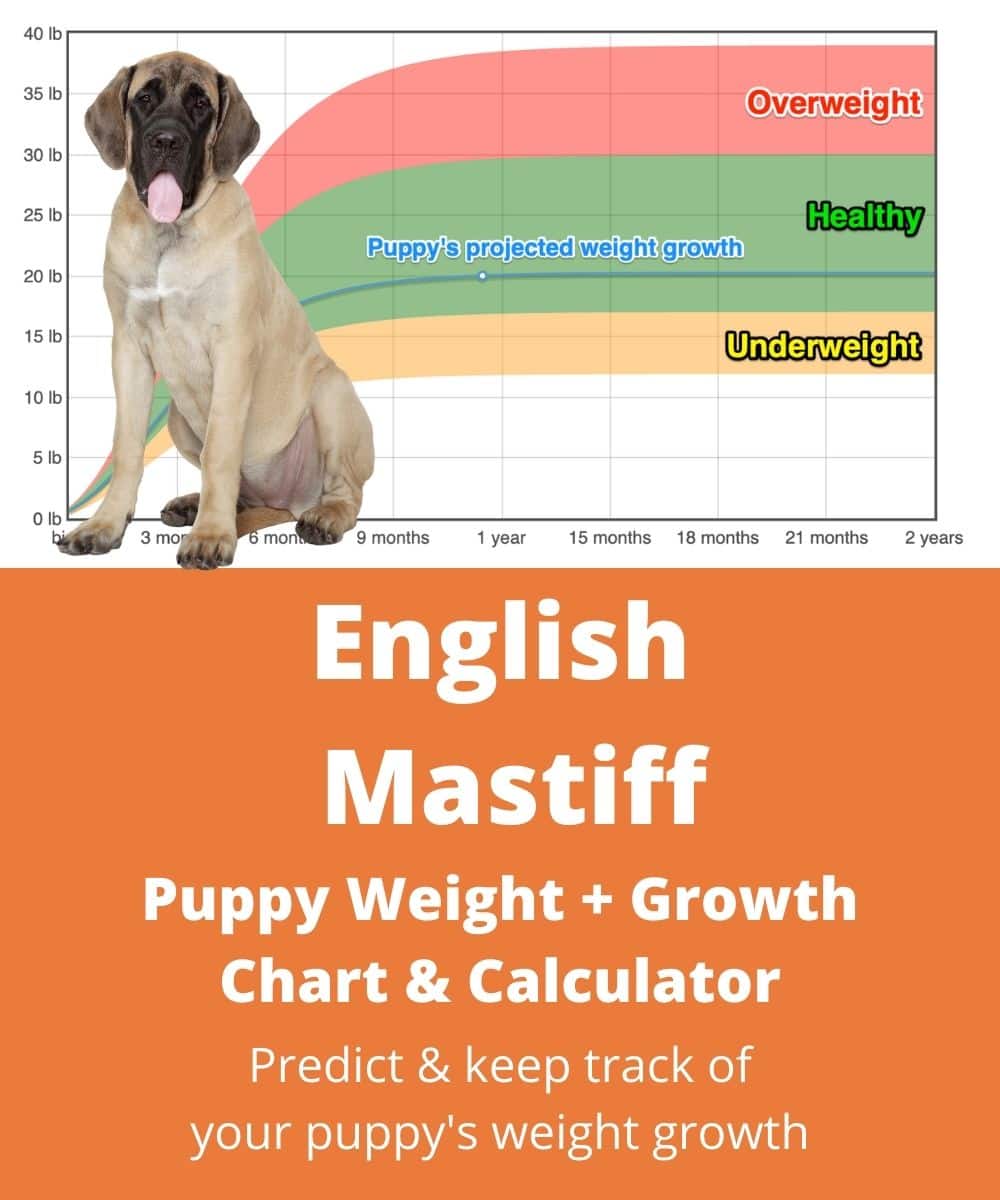 English Mastiff Weight+Growth Chart 2025 - How Heavy Will My English ...
