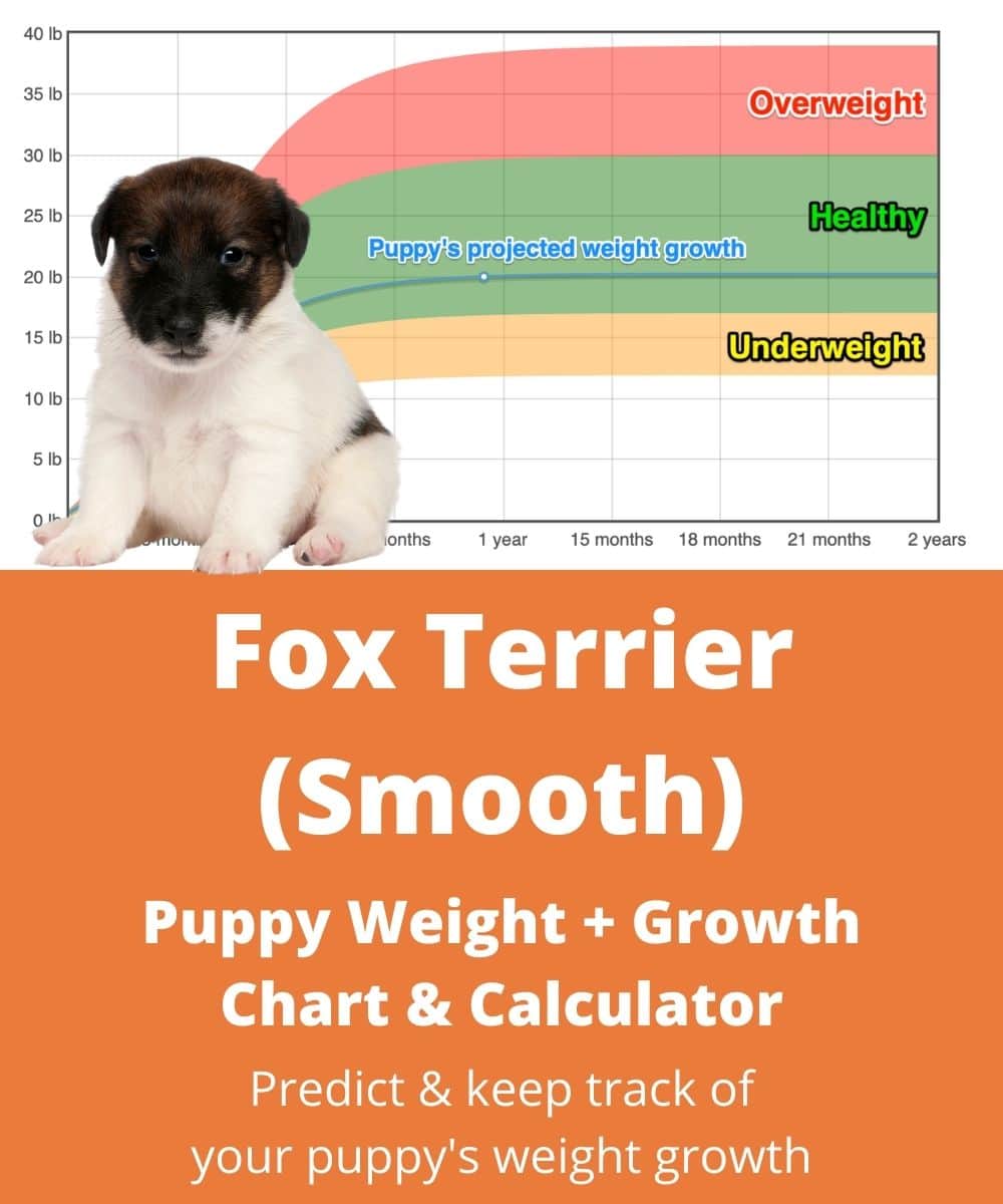 Fox Terrier (Smooth) Weight+Growth Chart 2026 - How Heavy Will My Fox ...