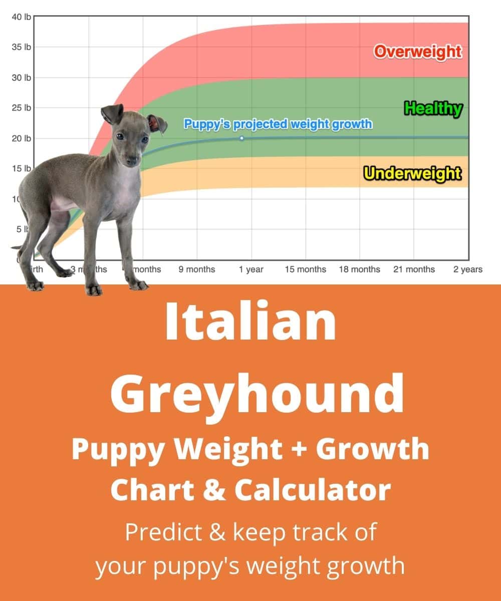 Miniature Italian Greyhound Size