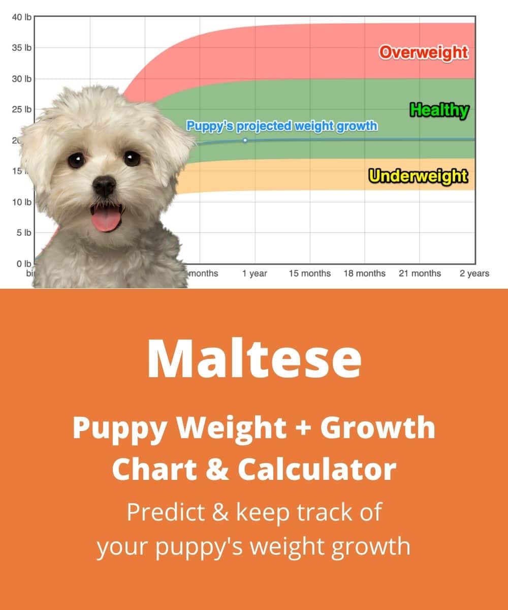 Maltese Dog Weight Chart